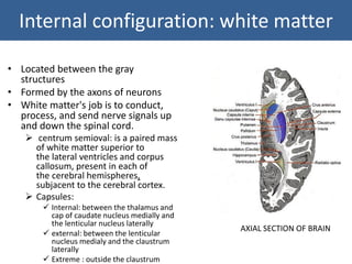 ANATOMY+OF+CEREBRUM.pdf ANATOMY+OF+CEREBRUM.pdf