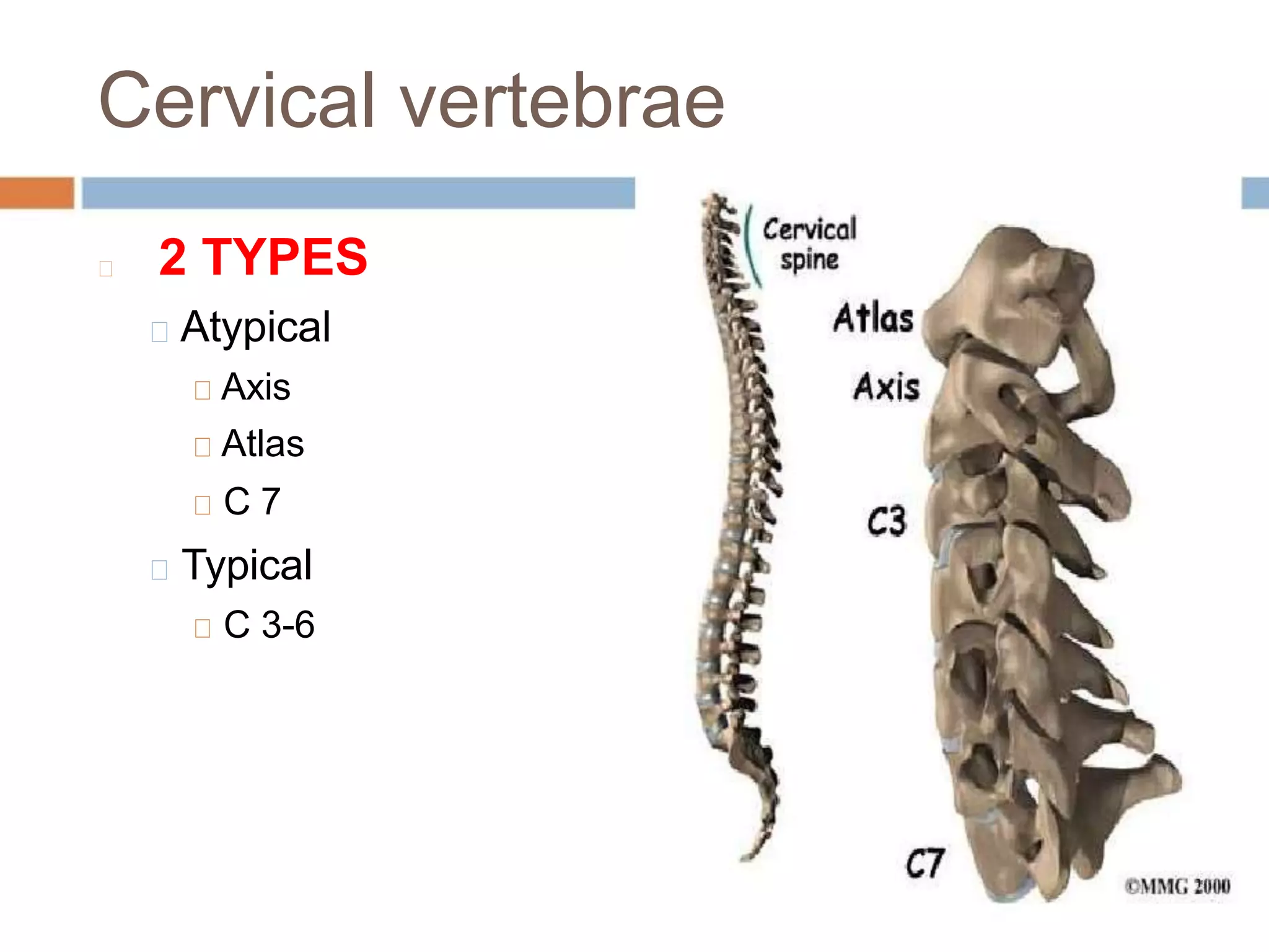 Anatomy of cervical spine | PPTX