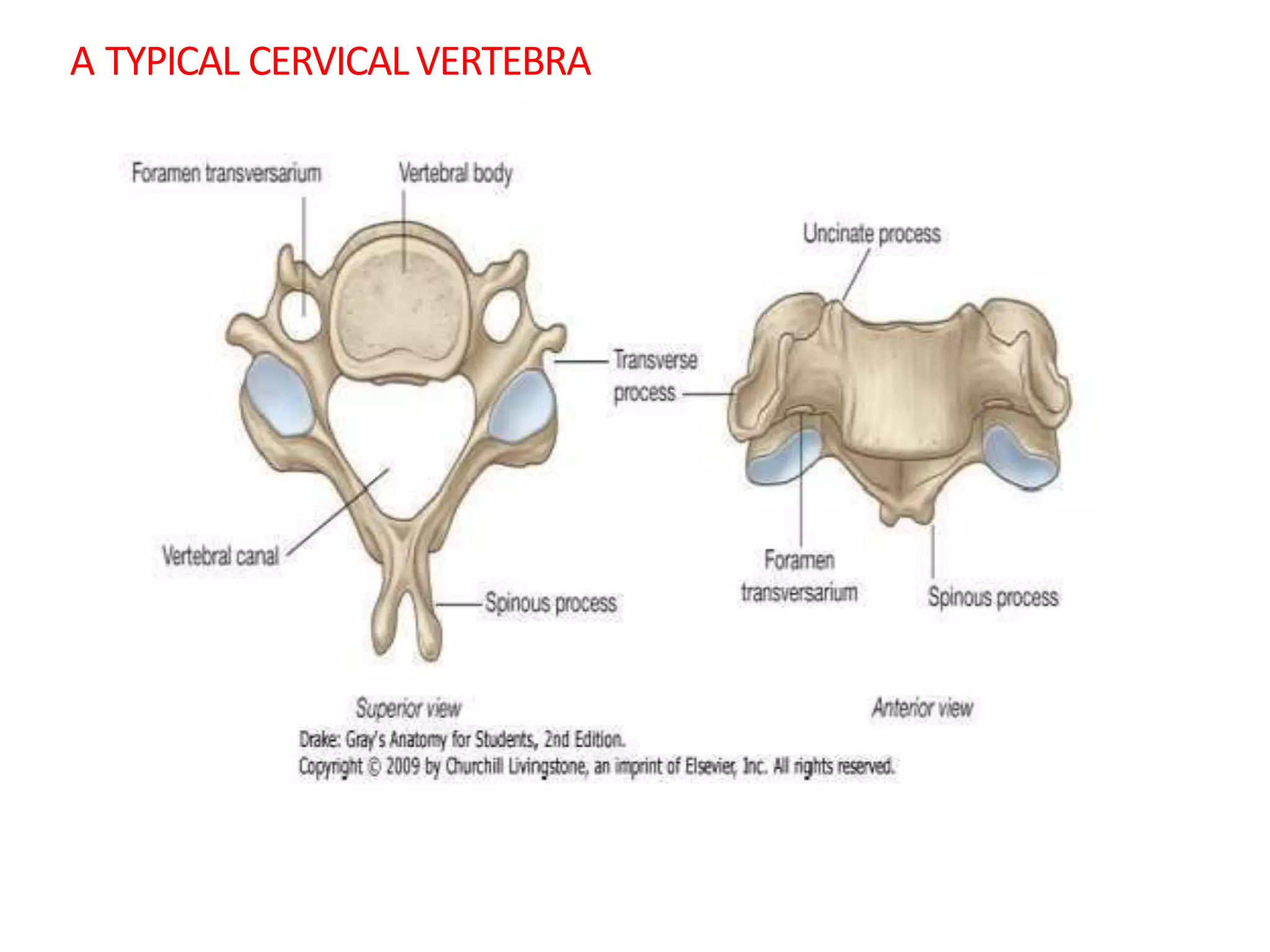 Anatomy of cervical spine | PPTX