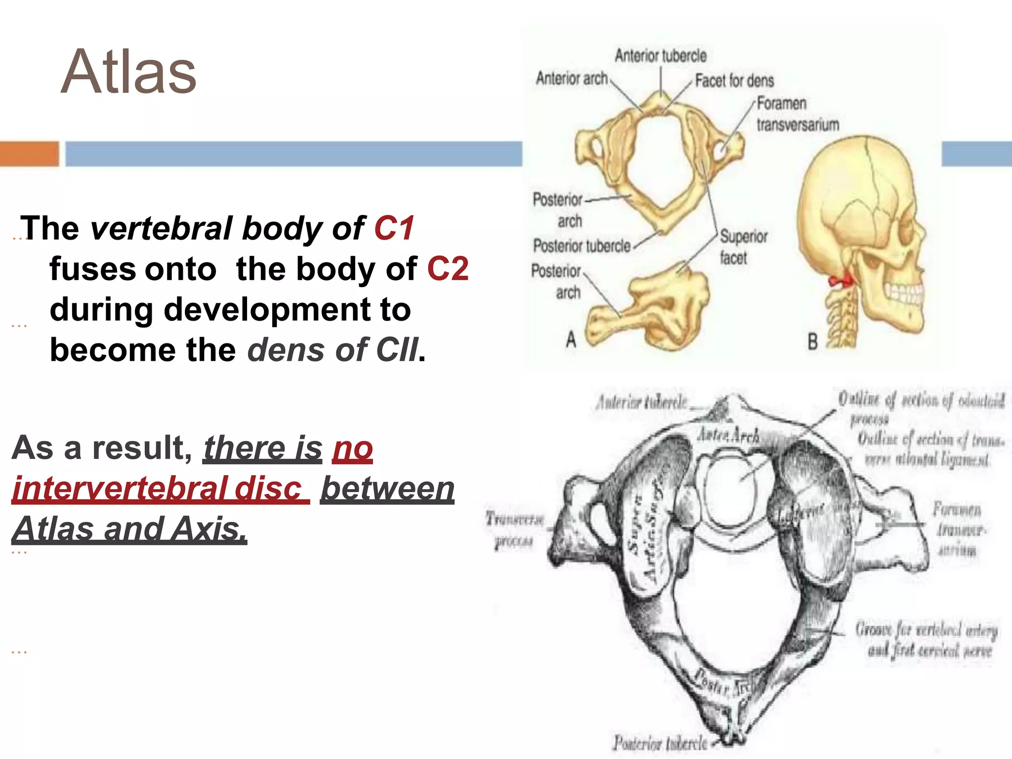 Anatomy of cervical spine | PPTX