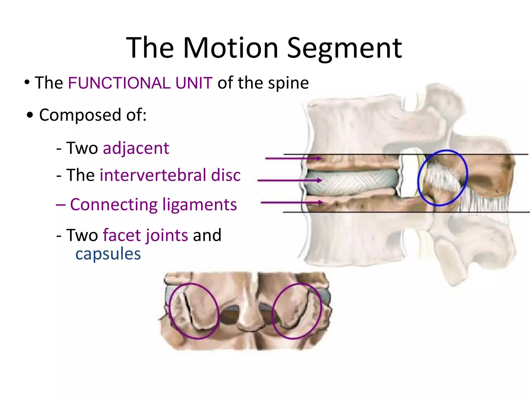 Anatomy of cervical spine | PPTX