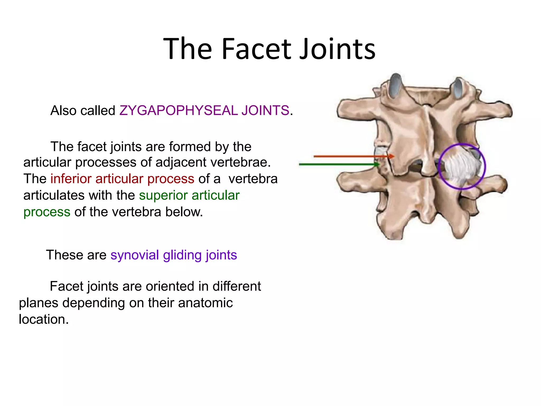 Anatomy of cervical spine | PPTX