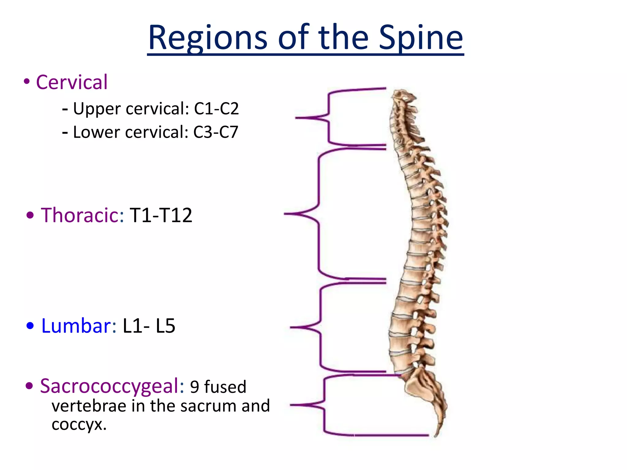 Anatomy Of Cervical Spine Ppt