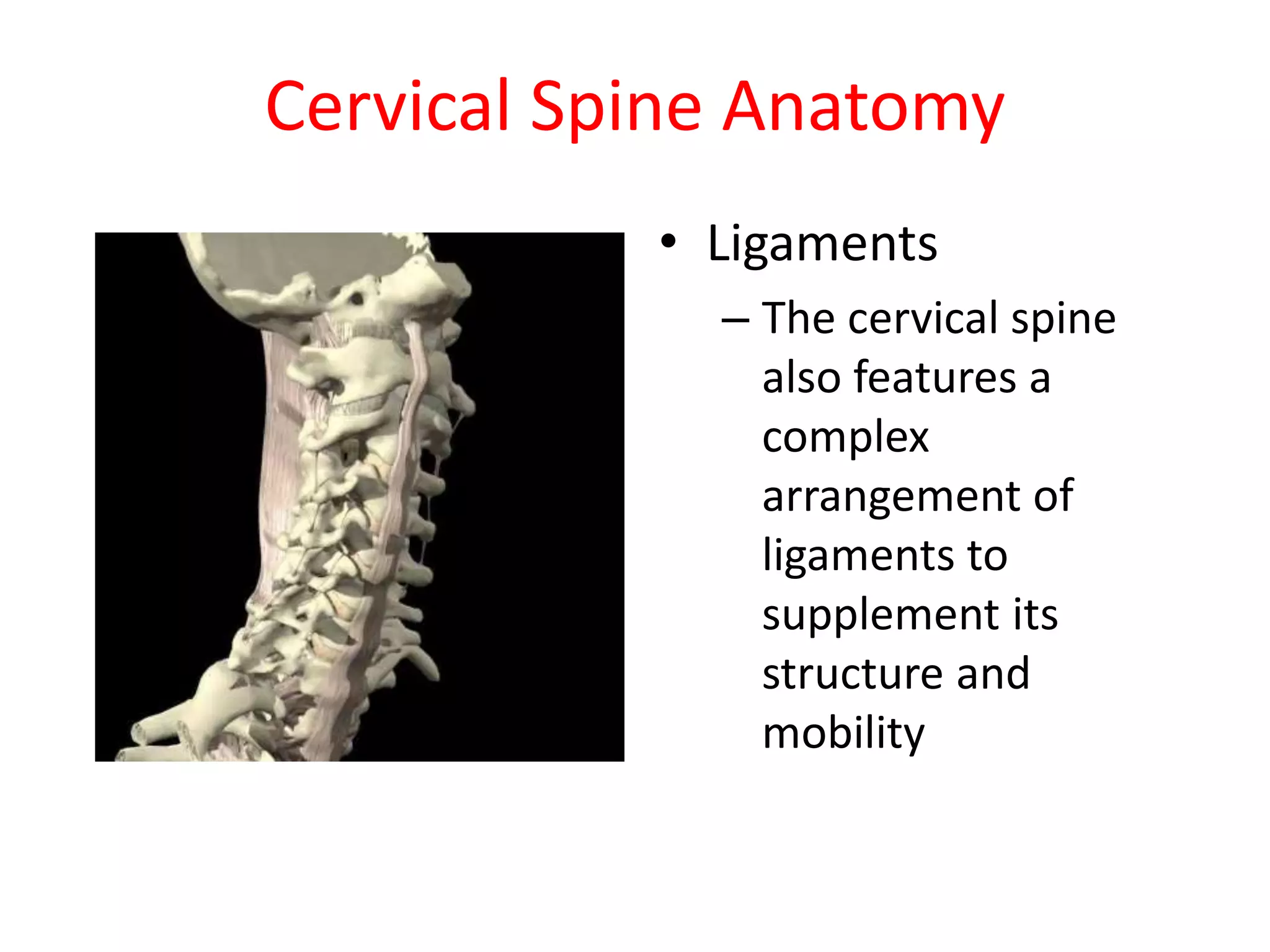 Anatomy Of Cervical Spine Ppt