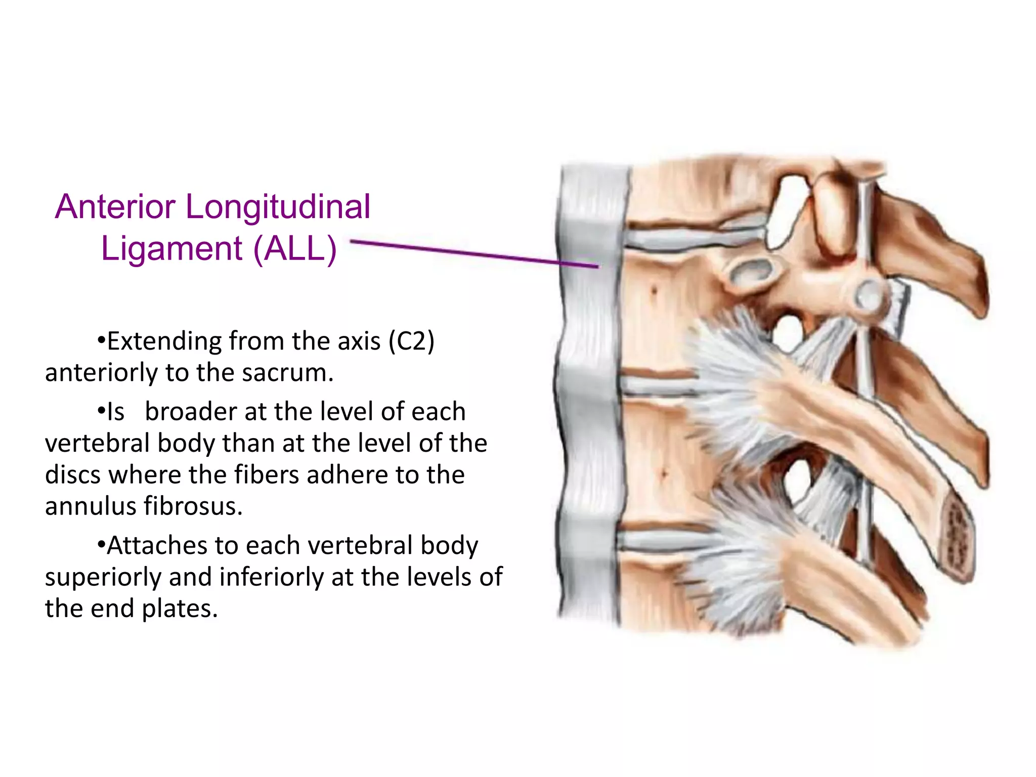 Anatomy of cervical spine | PPTX