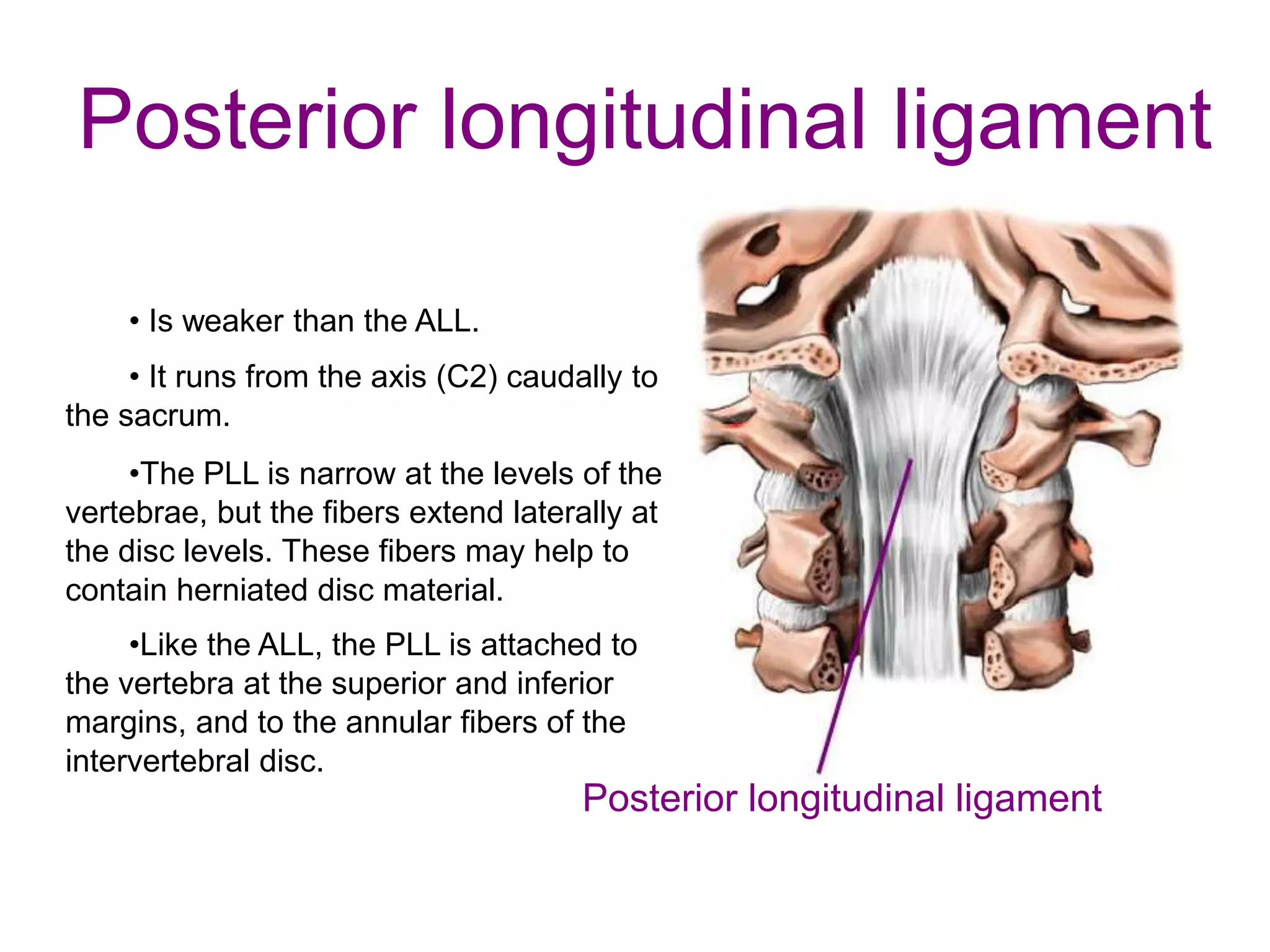 Anatomy of cervical spine | PPTX