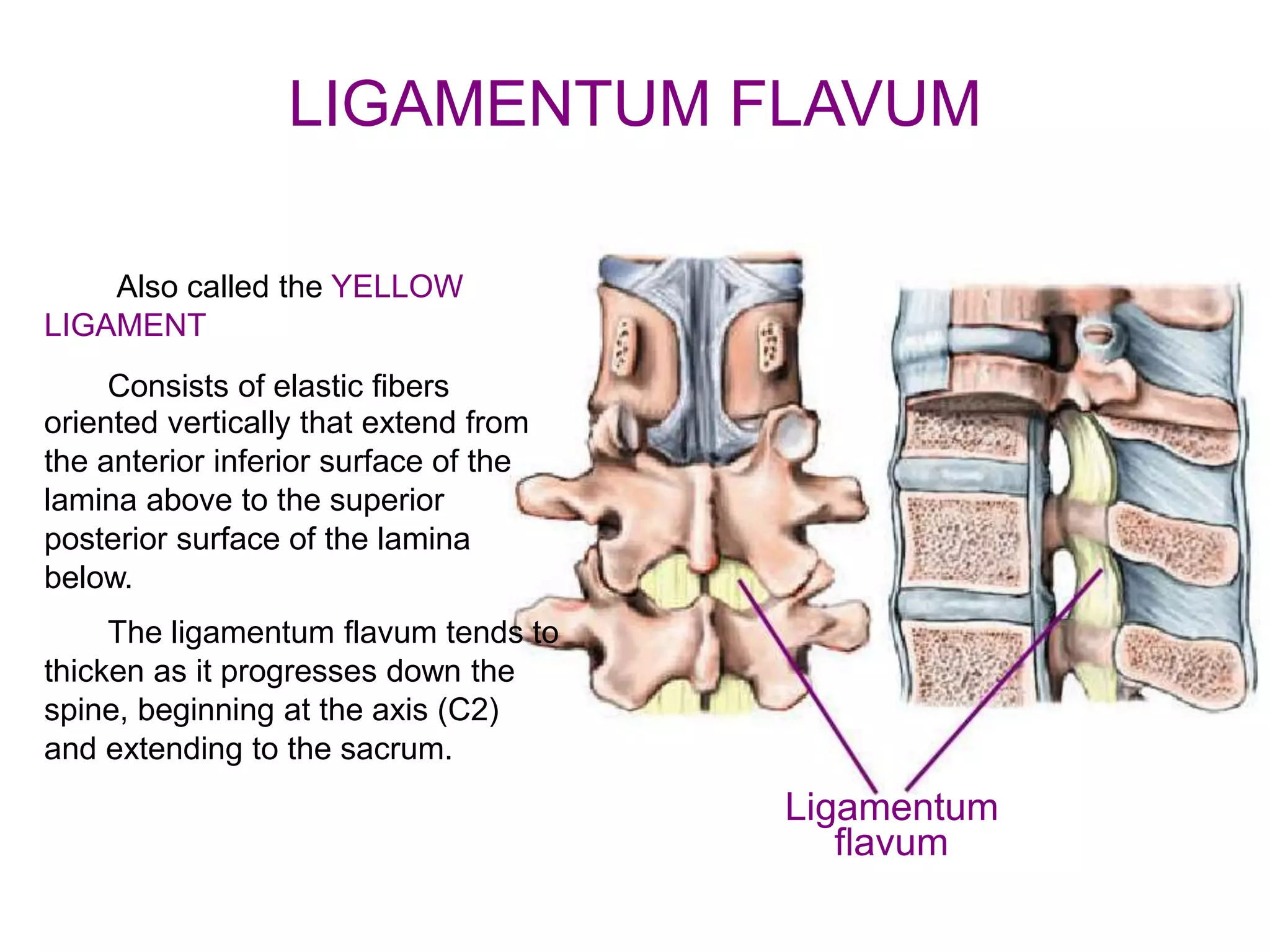 Anatomy of cervical spine | PPTX
