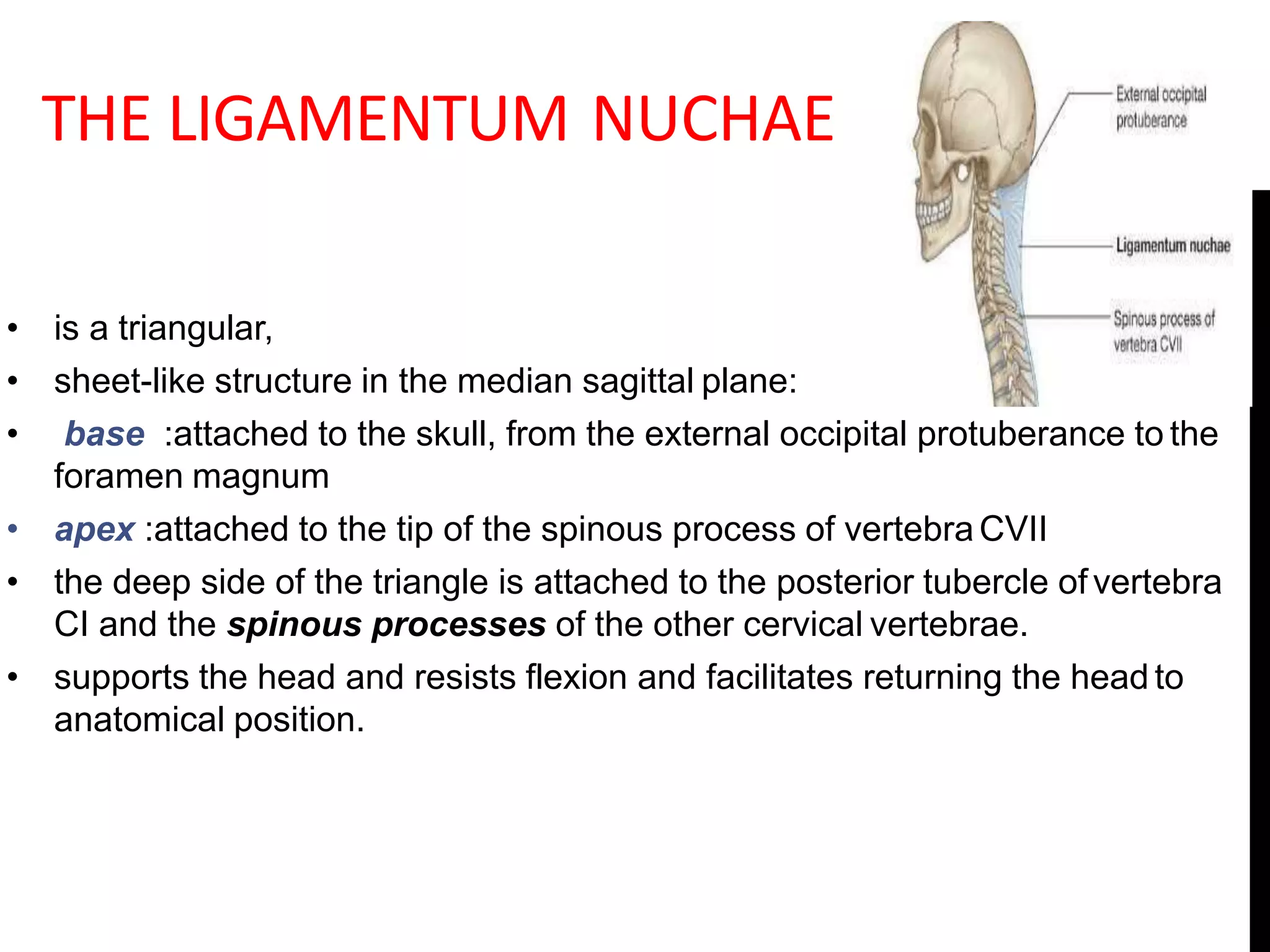 Anatomy of cervical spine | PPTX