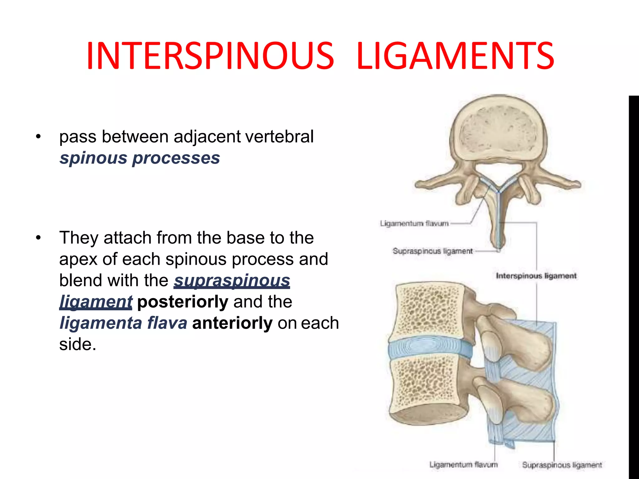 Anatomy of cervical spine | PPTX