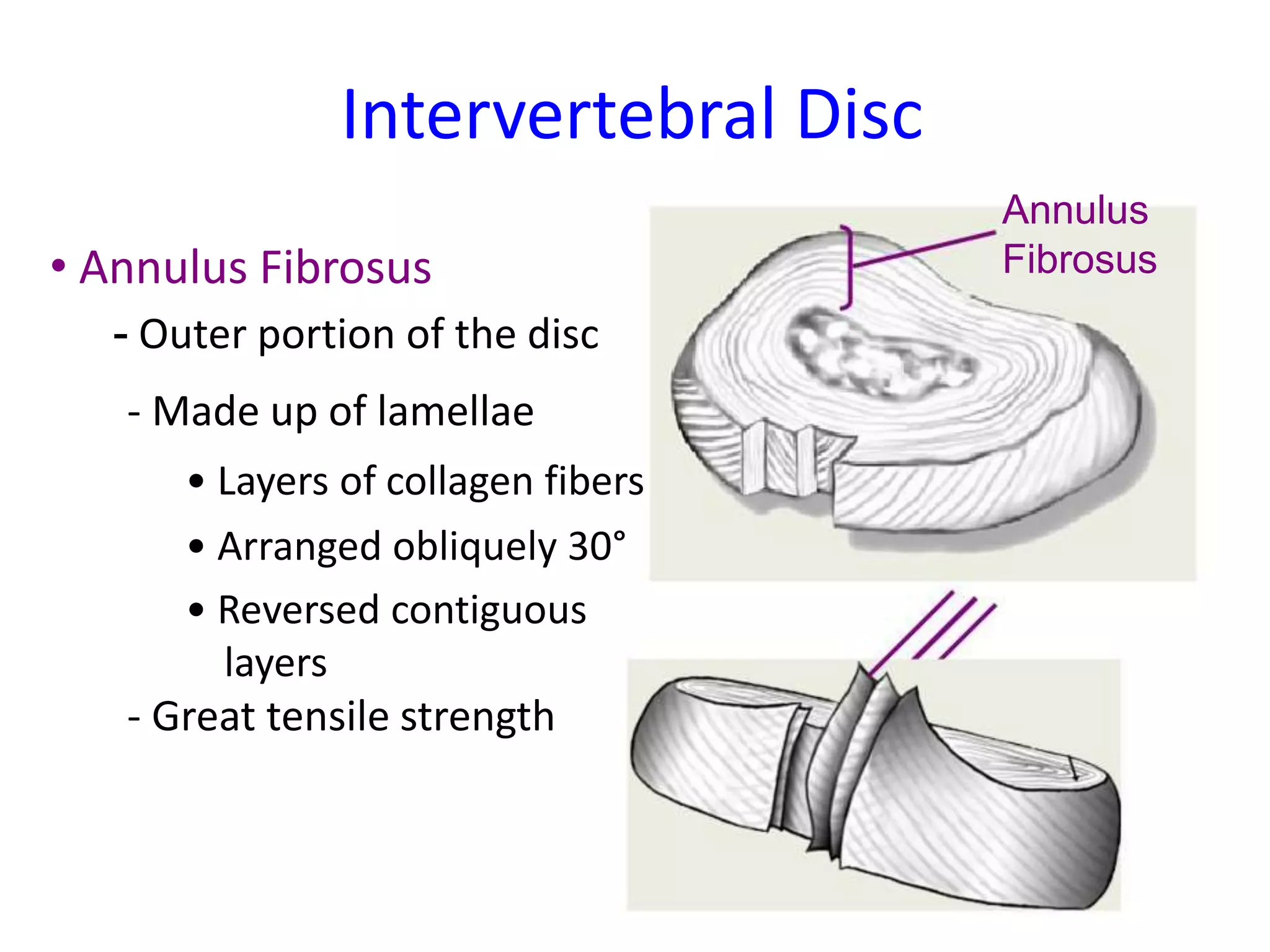 Anatomy of cervical spine | PPTX