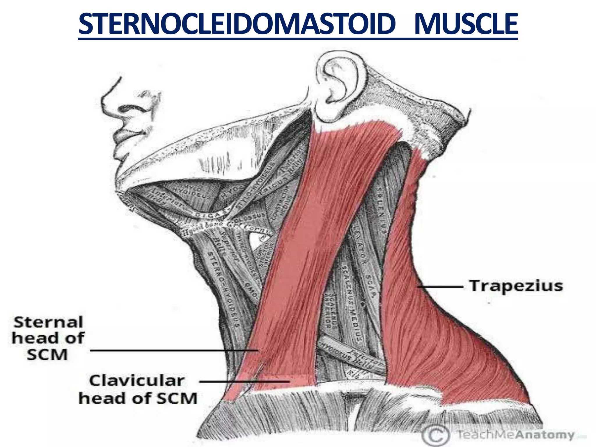 Anatomy of cervical spine | PPTX