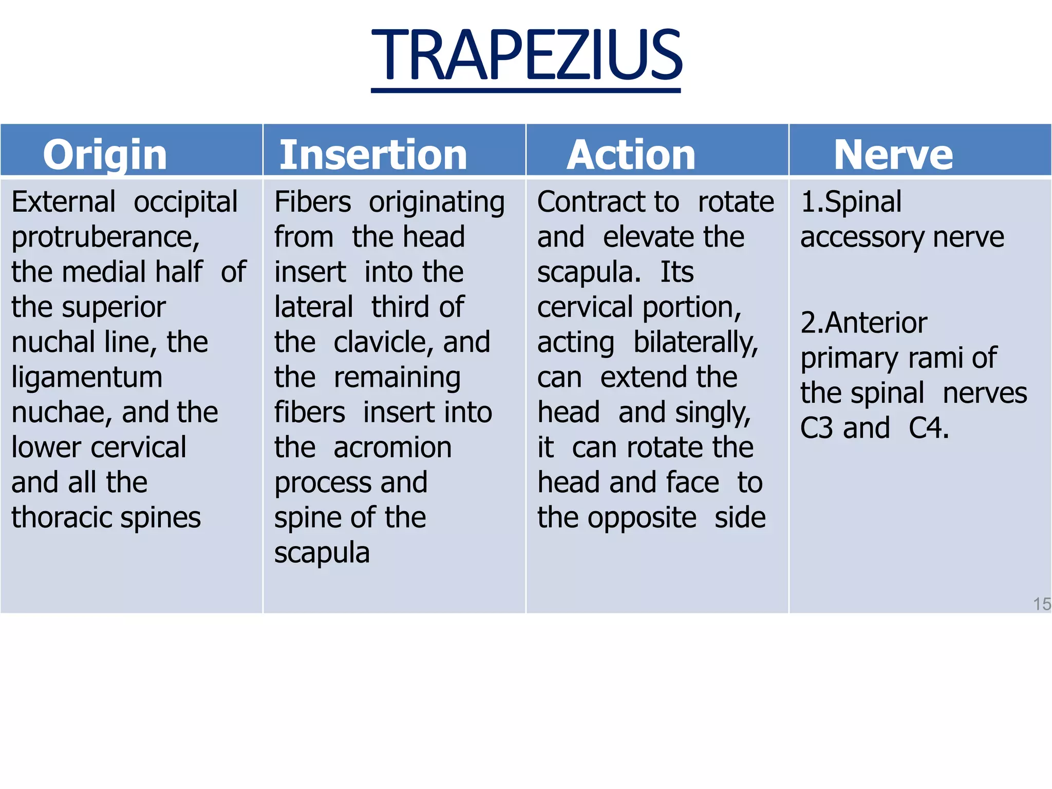 Anatomy of cervical spine | PPTX