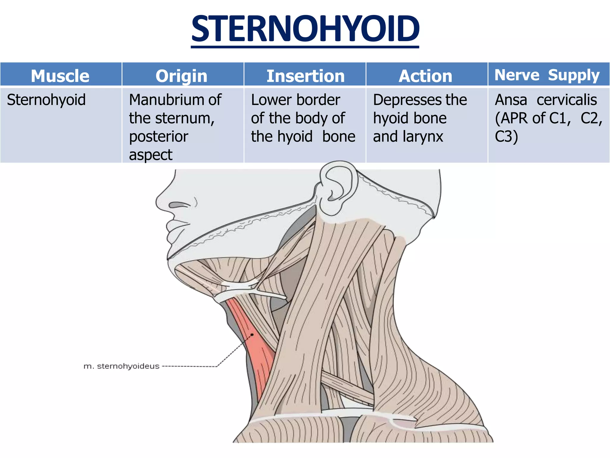 Anatomy of cervical spine | PPTX