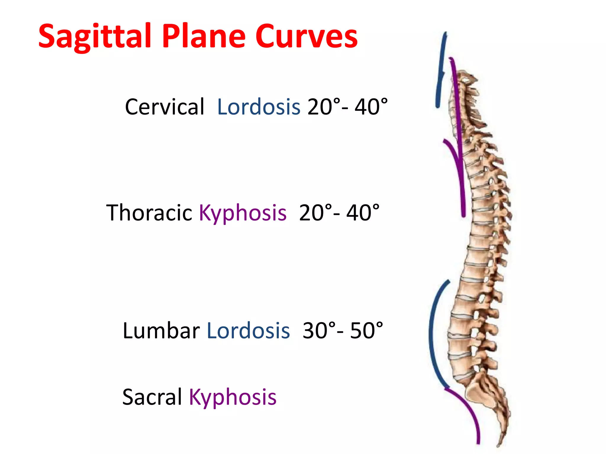 Anatomy Of Cervical Spine Ppt