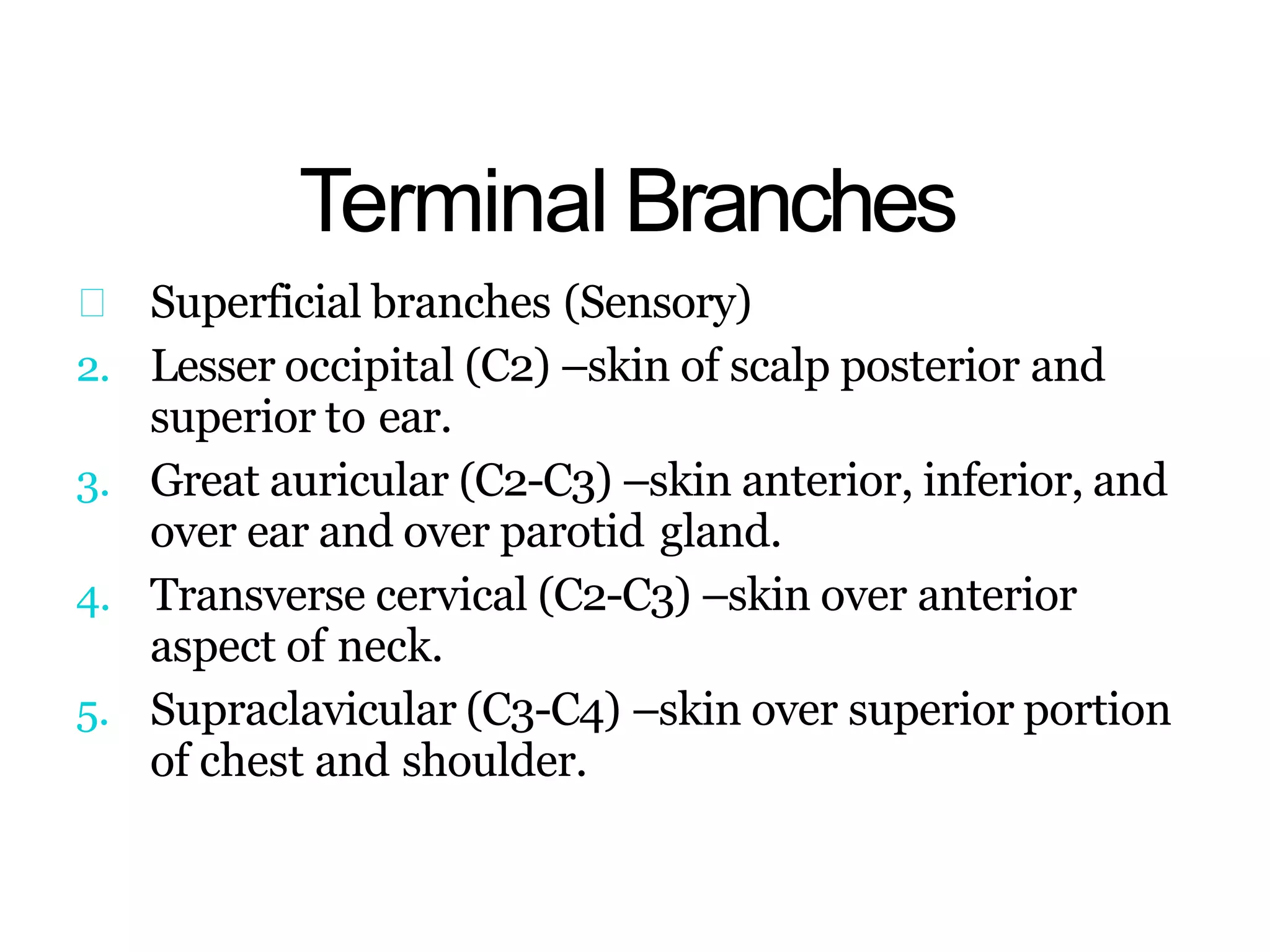 Anatomy of cervical spine | PPTX