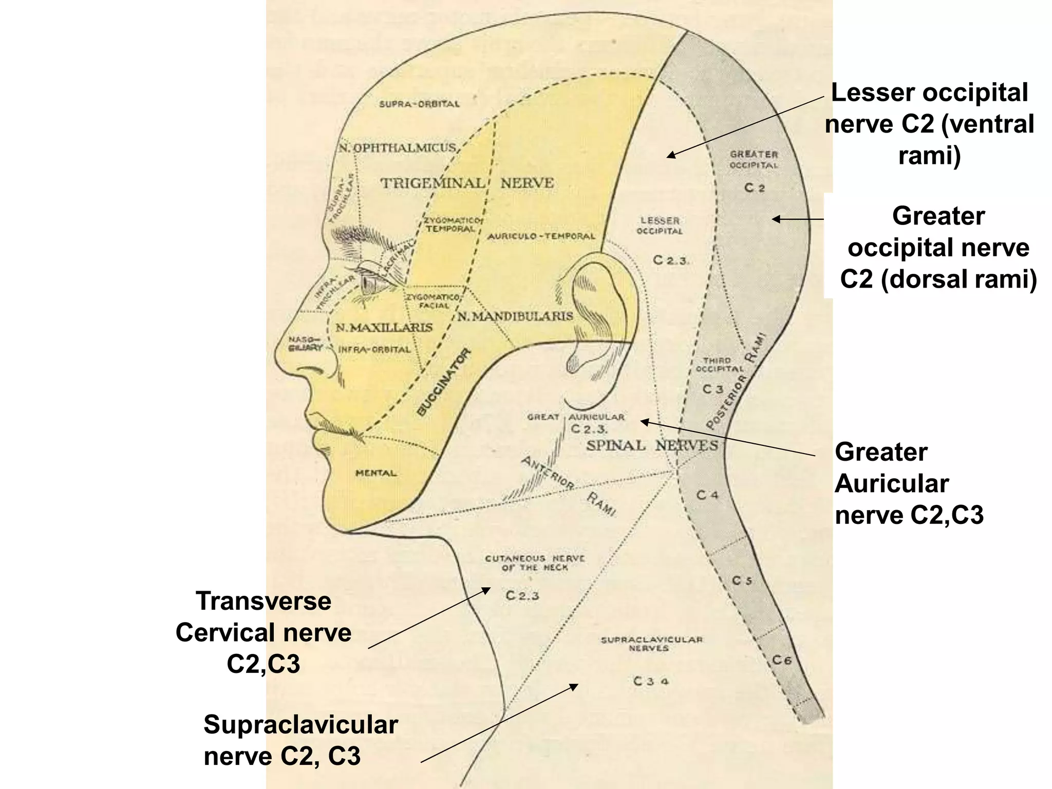 Anatomy of cervical spine | PPTX