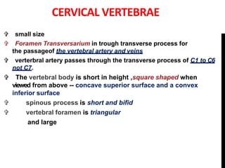 Anatomy of cervical spine | PPTX
