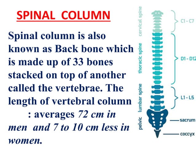 Anatomy of cervical spine | PPTX