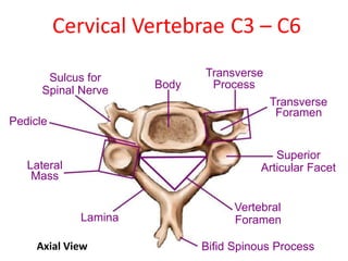 Anatomy of cervical spine | PPTX