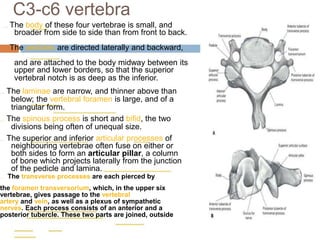 Anatomy of cervical spine | PPTX