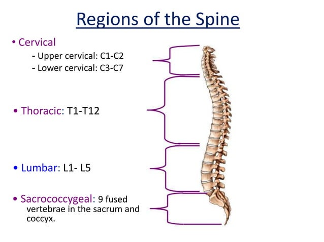 Anatomy of cervical spine | PPTX