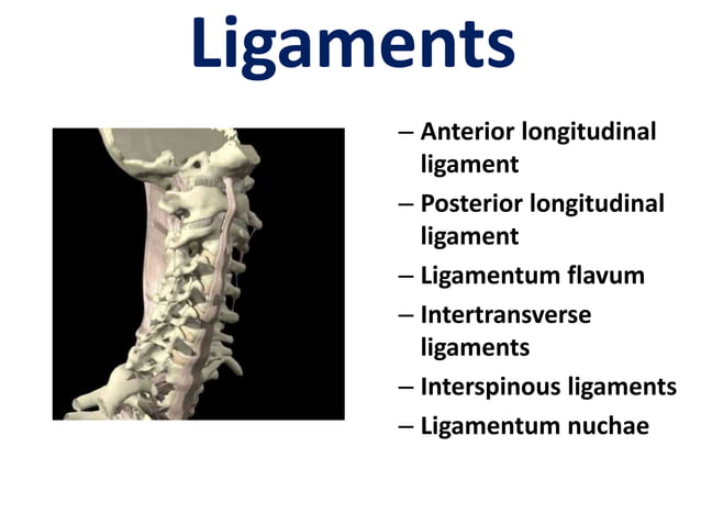 Anatomy of cervical spine | PPTX