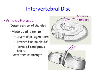 Anatomy of cervical spine | PPTX