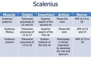 Anatomy of cervical spine | PPTX