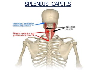 Anatomy of cervical spine | PPTX