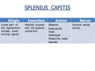 Anatomy of cervical spine | PPTX
