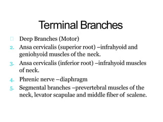 Anatomy of cervical spine | PPTX