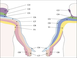 Anatomy of cervical spine | PPTX