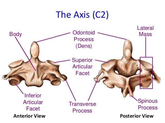 Anatomy of cervical spine