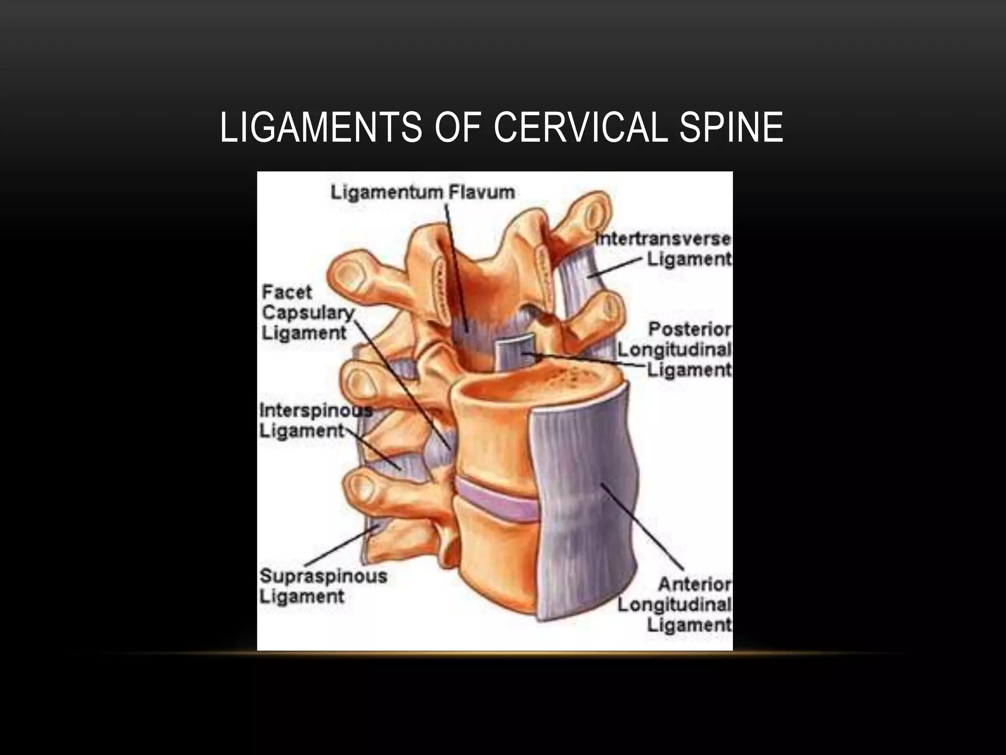 Anatomy of cervical spine | PPTX