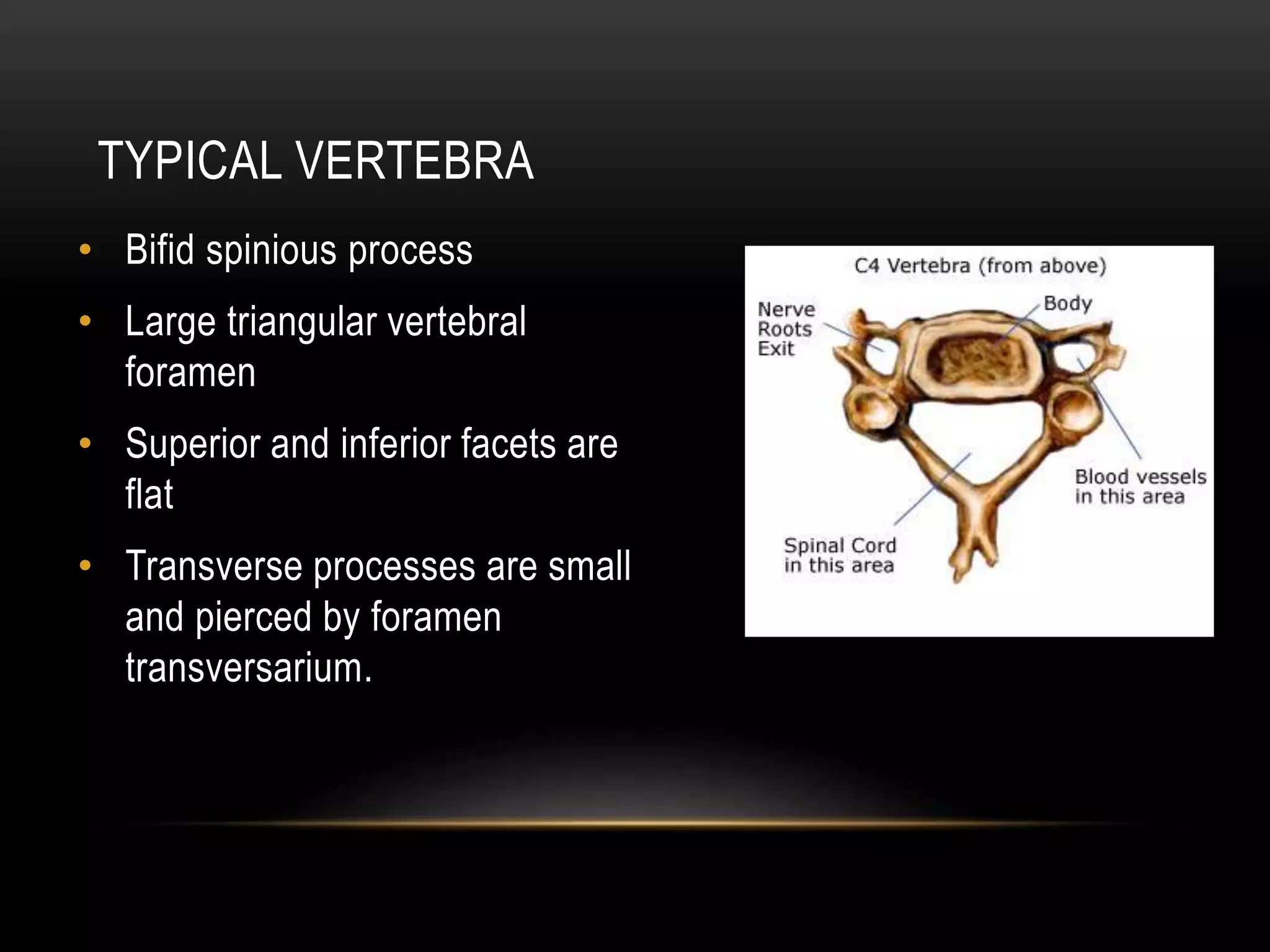 Anatomy of cervical spine | PPTX