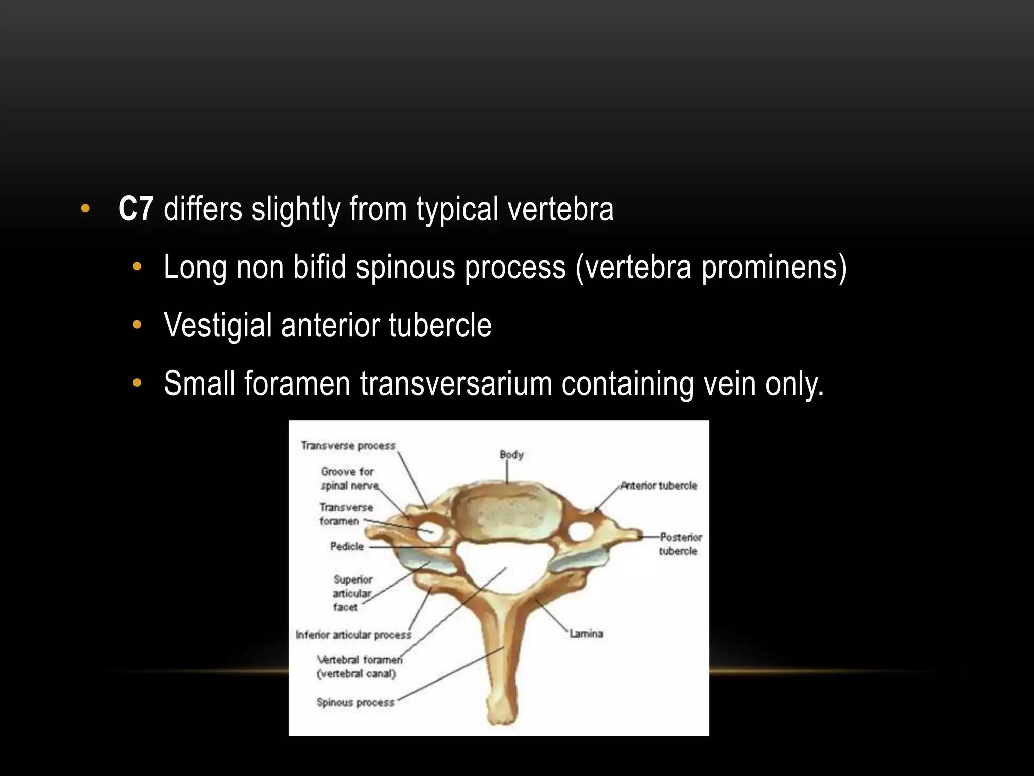 Anatomy of cervical spine | PPTX