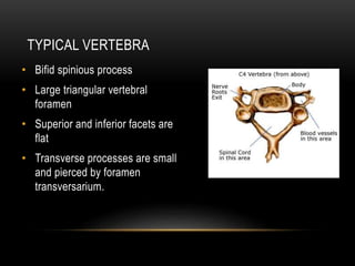Anatomy of cervical spine | PPTX