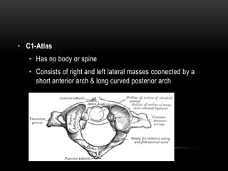 Anatomy of cervical spine | PPTX