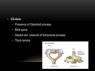 Anatomy of cervical spine | PPTX