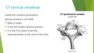 Anatomy of cervical spine by akash Nagar 21. pptx | PPT