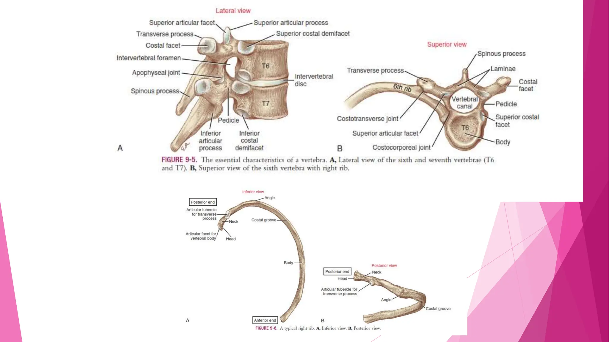 Anatomy of Cervical, Thoracal, Lumbar, Sacral Vertebrae.pptx