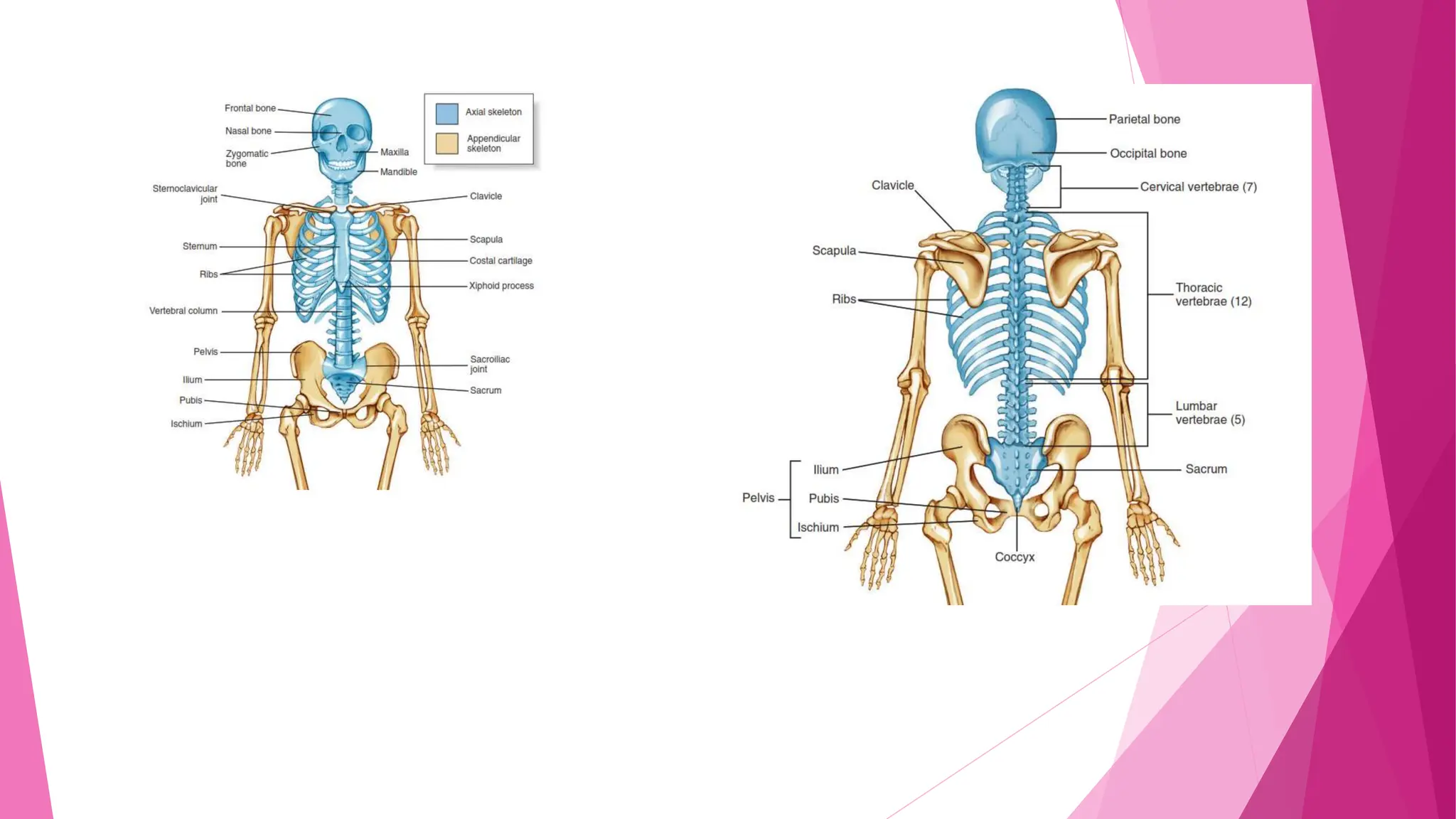 Anatomy of Cervical, Thoracal, Lumbar, Sacral Vertebrae.pptx