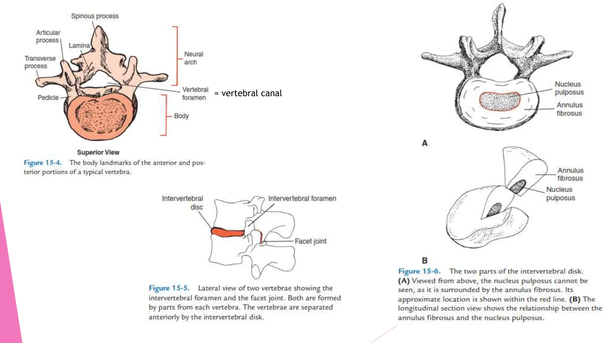 Anatomy of Cervical, Thoracal, Lumbar, Sacral Vertebrae.pptx