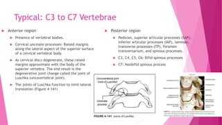 Anatomy of Cervical, Thoracal, Lumbar, Sacral Vertebrae.pptx