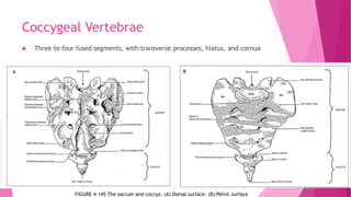 Anatomy of Cervical, Thoracal, Lumbar, Sacral Vertebrae.pptx