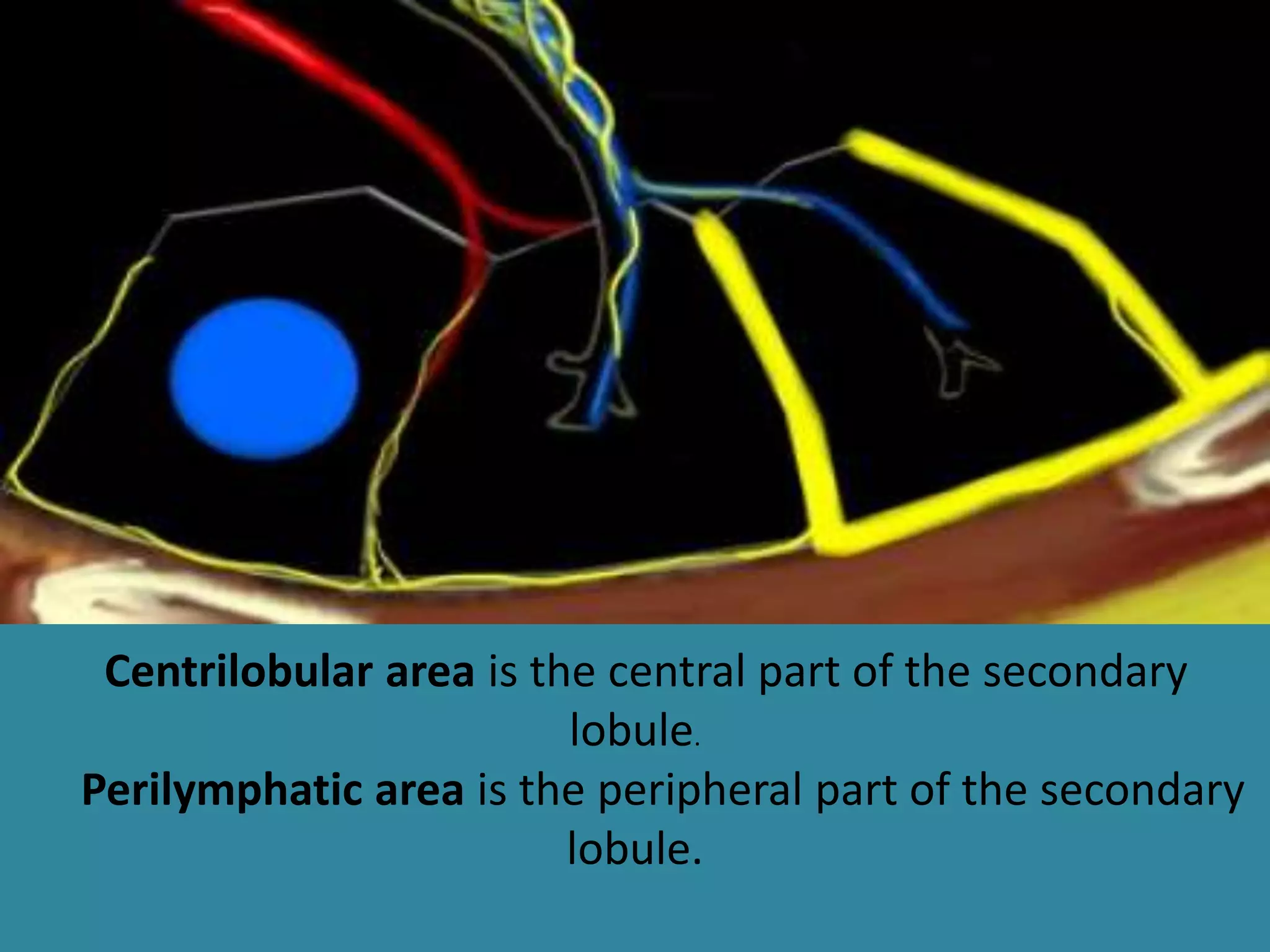 Anatomy of chest | PPTX