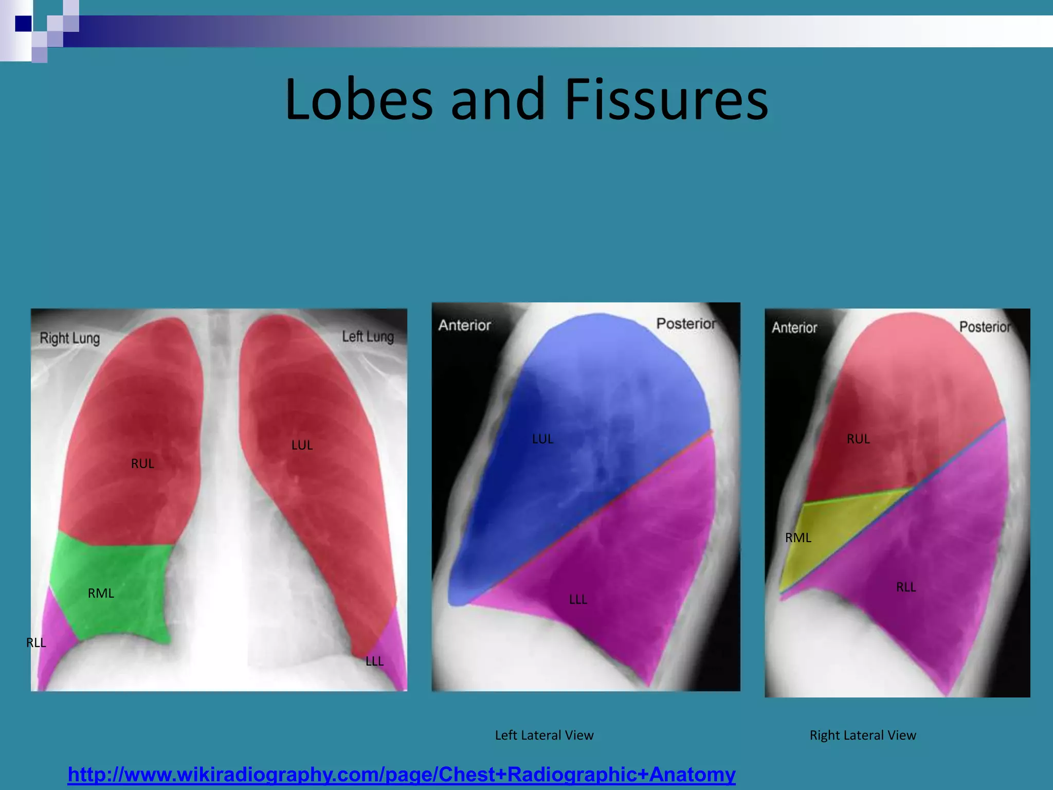 Anatomy of chest | PPTX