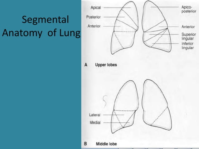 Anatomy of chest | PPTX