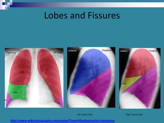 Anatomy of chest | PPTX