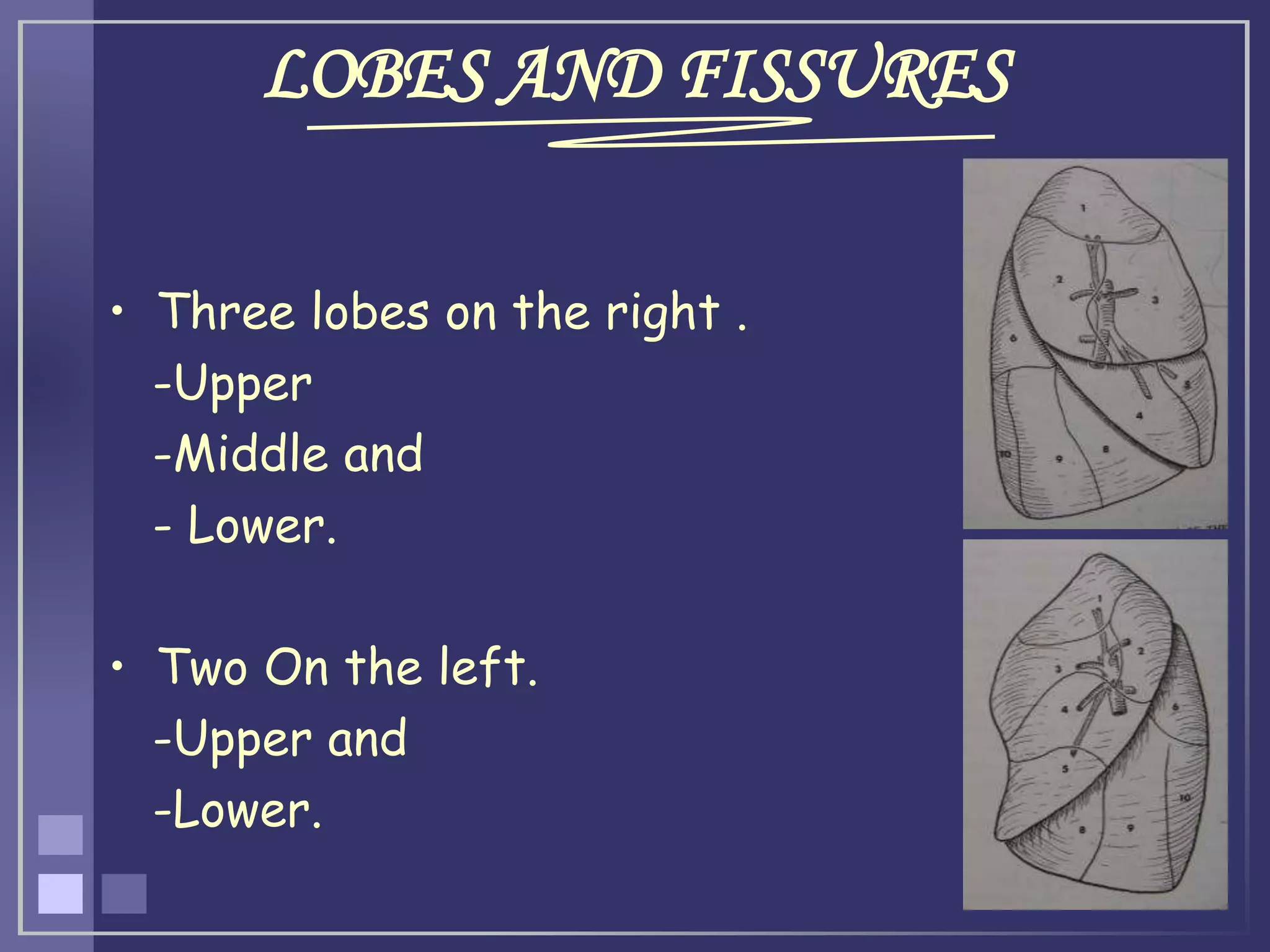 radiology anatomy of chest.ppt